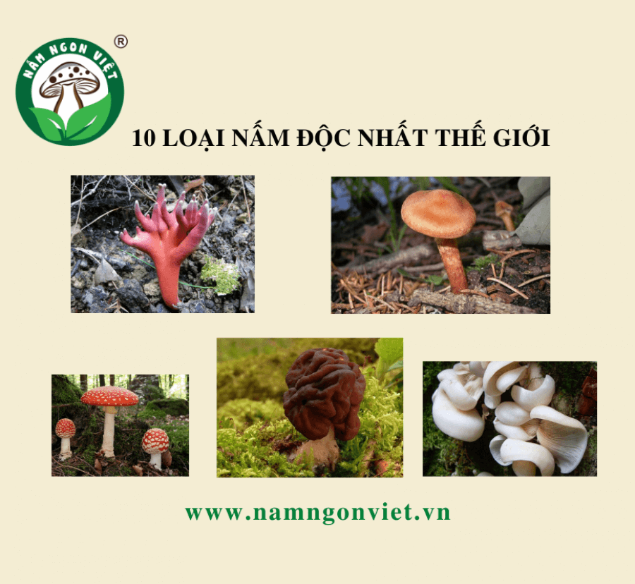 TOP 10 LOẠI NẤM ĐỘC NHẤT THẾ GIỚI